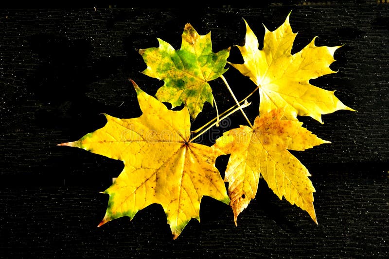 Yellow Maple Leaves on Black Background Stock Photo - Image of coulors ...