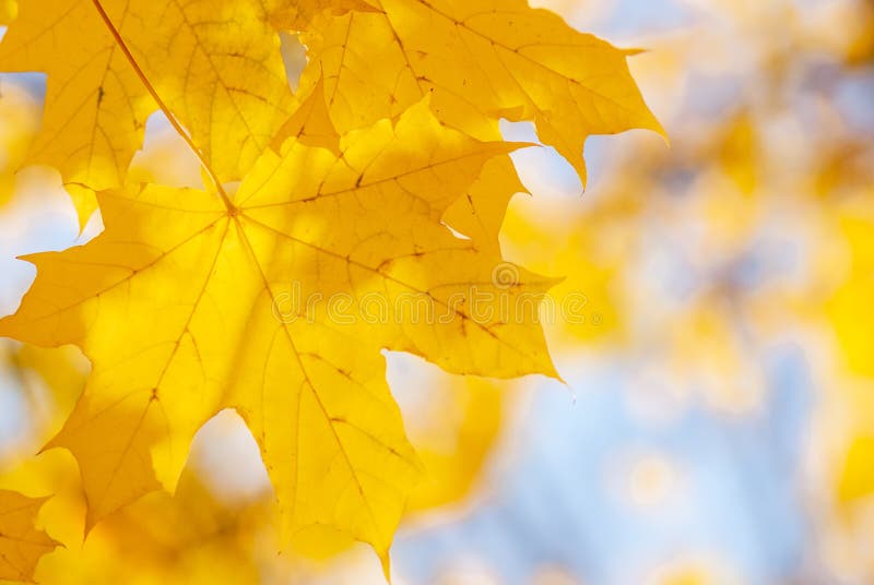 Yellow Maple Leaves on a Yellow-blue Blurred Background. Stock Image ...