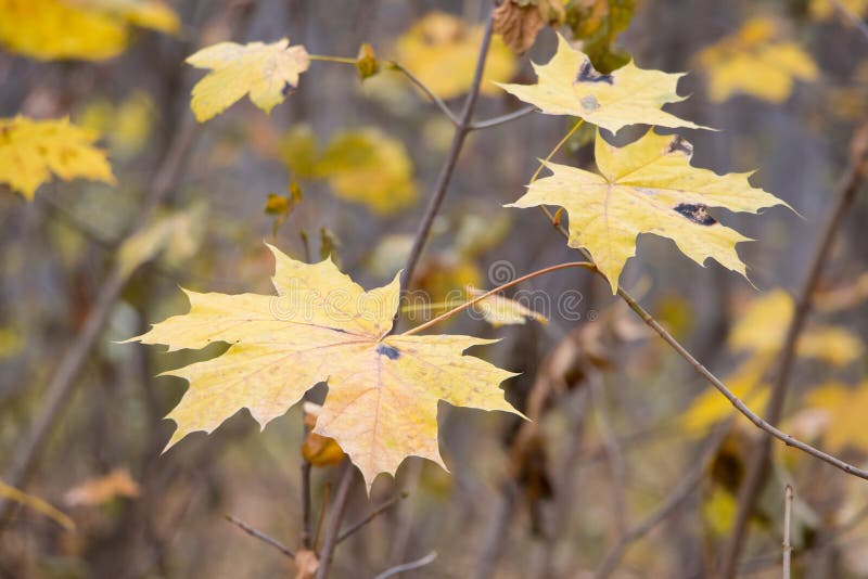 Yellow Maple Leaves in the Forest on a Dark Background Stock Image ...