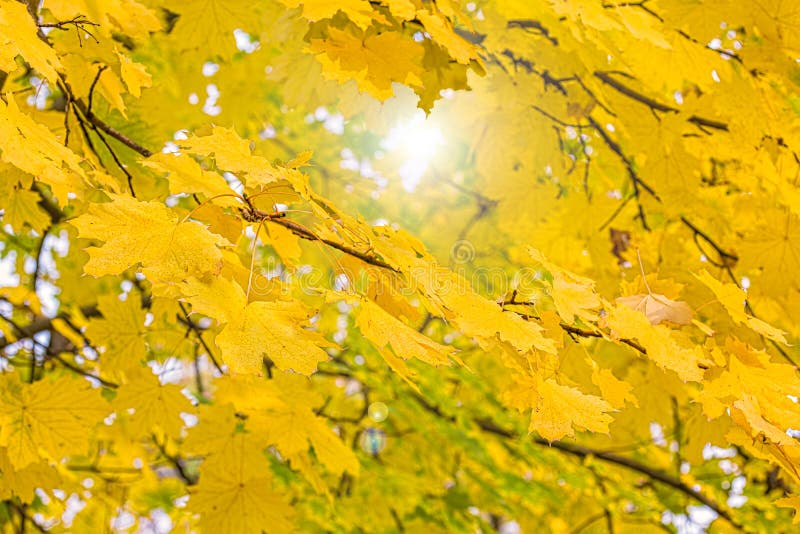 Yellow Maple Leaves on a Branch in a Sunny Forest Stock Image - Image ...