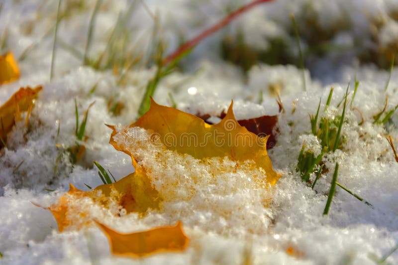 Yellow Maple Leaves Covered with the First Light Snow Stock Photo ...