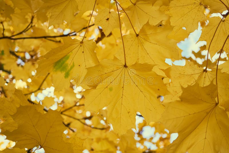 Yellow Maple Leaves in the Fall on a Blue Sky Background Stock Image ...