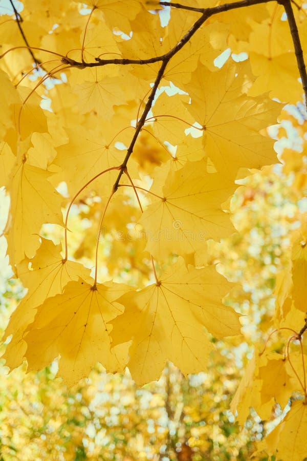 Yellow Maple Leaves in the Fall on a Blue Sky Background Stock Image ...