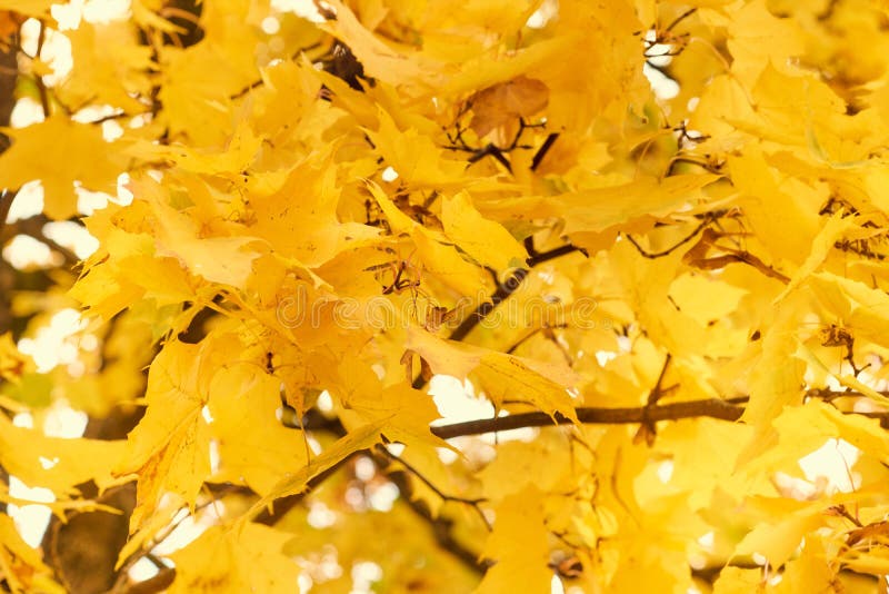Yellow Maple Leaves in the Fall on a Blue Sky Background Stock Photo ...
