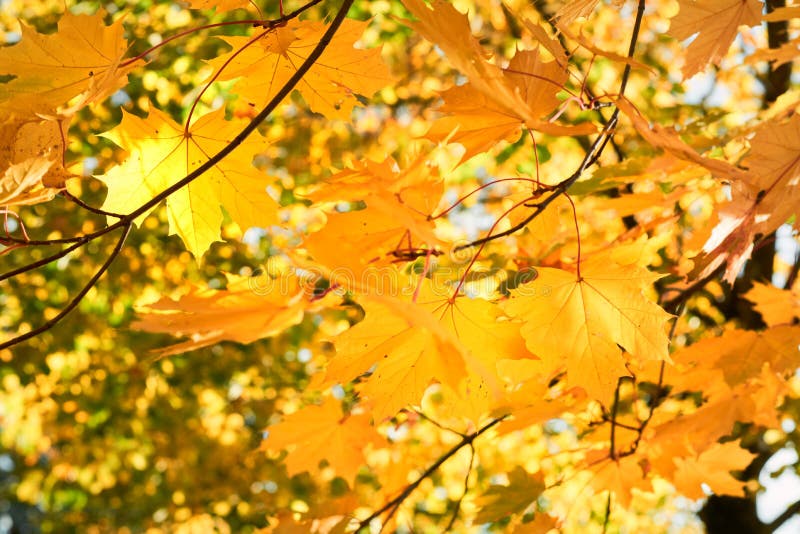 Yellow Maple Leaves in the Fall on a Blue Sky Background Stock Photo ...