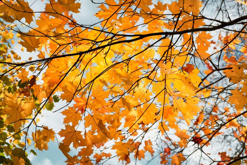 Yellow Maple Leaves in the Fall on a Blue Sky Background Stock Photo ...