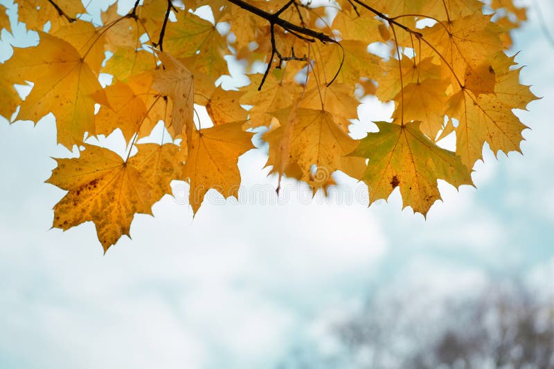Yellow Maple Leaves in the Fall on a Blue Sky Background Stock Photo ...