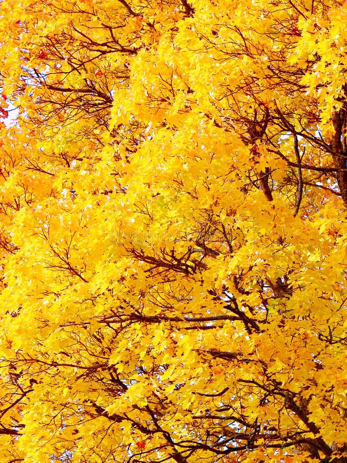 Yellow Maple Leaves in Fall Natural Background Stock Photo - Image of ...