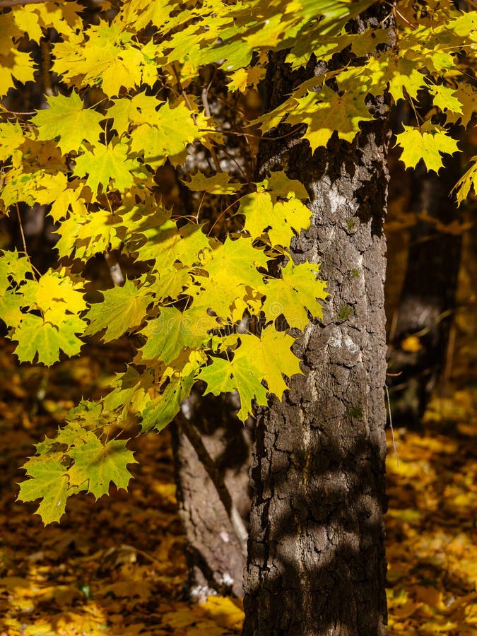 Yellow maple leaves stock image. Image of tree, fall - 34571479