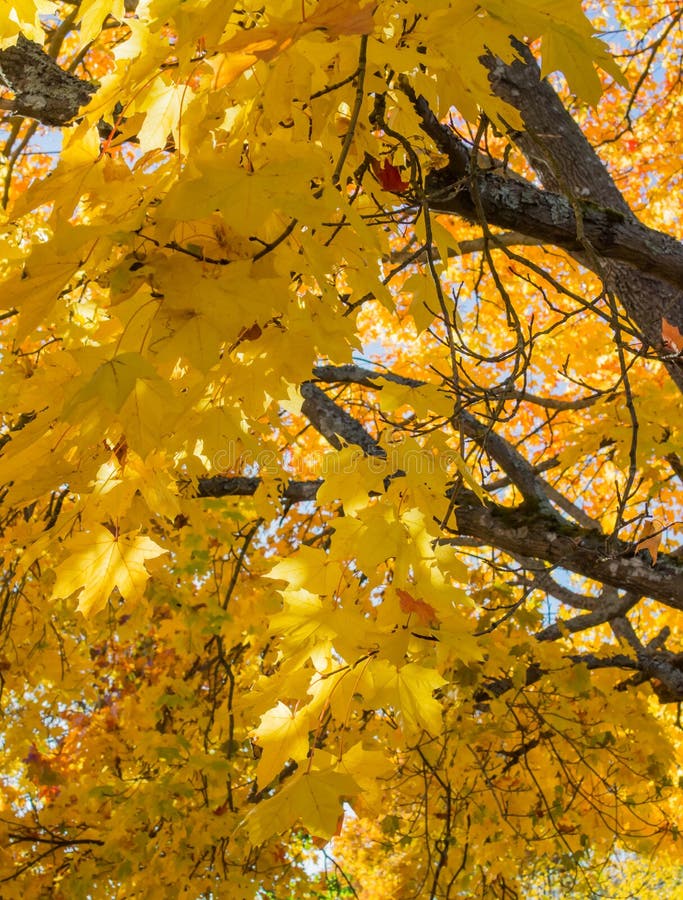 Yellow maple stock image. Image of color, black, colorful - 45124797