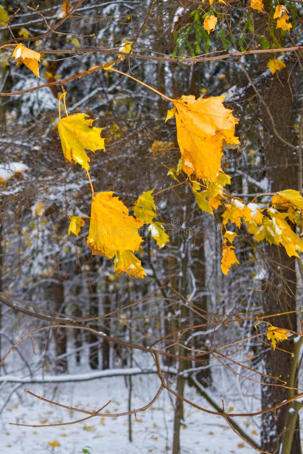 Yellow Maple Leaves and First Snow in Fall Woods Stock Photo - Image of ...