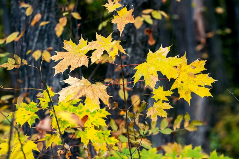 Yellow Maple Leaves in the Forest on a Tree on a Blurred Background ...