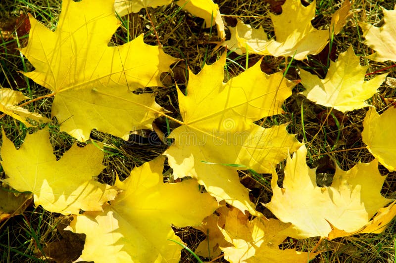 Yellow maple leaves stock photo. Image of colorful, light - 34028014