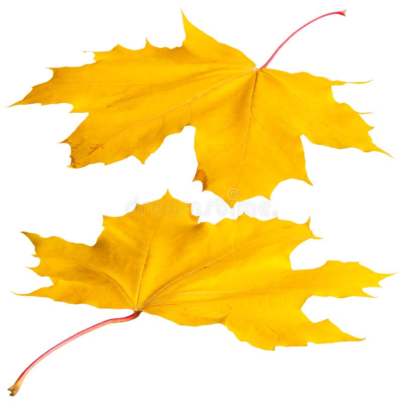 Yellow maple leaves stock photo. Image of seasonal, isolated - 77343334
