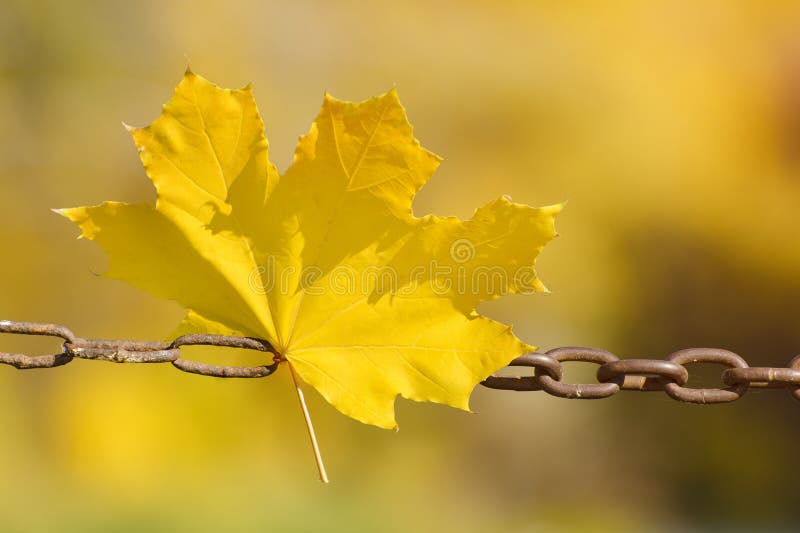 Yellow Maple Leaves on a Metal Chain. Autumn Concept Stock Photo ...