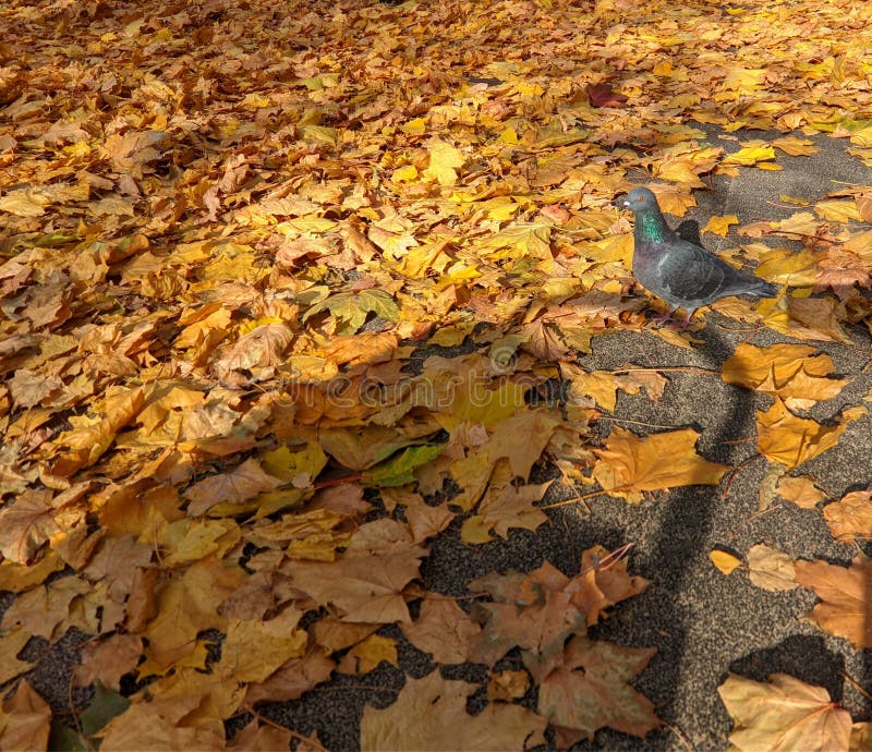 Yellow Maple Leaves and Pigeon Stock Photo - Image of tree, wood: 232028168