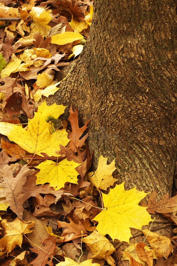 Yellow Maple Tree Landscapes Stock Image - Image of foliage, shape: 3611515