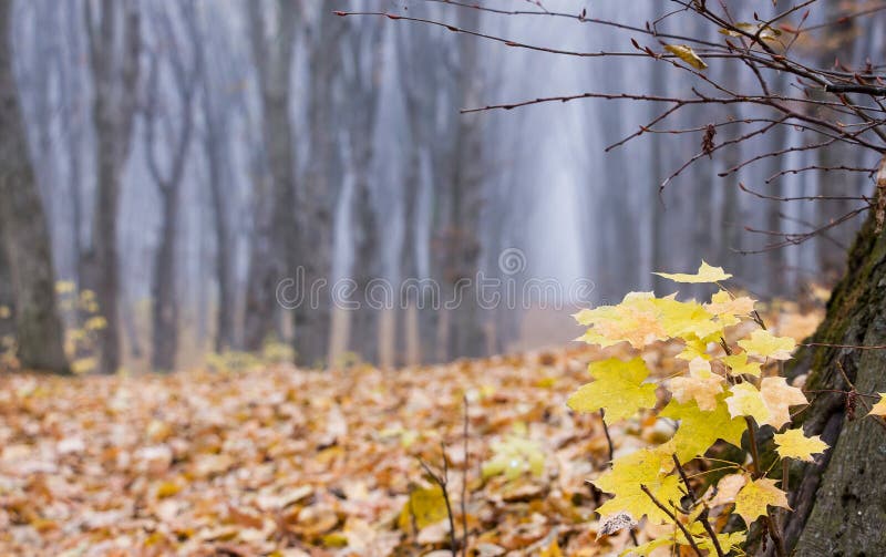 Yellow Maple Leaves on the Side of a Forest Road on the Background of ...