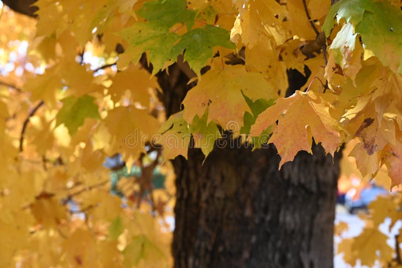 Yellow Maple Leaves Surround the Dark Wood of a Tree Trunk. Stock Image ...