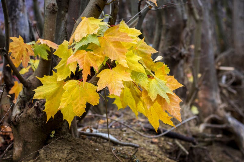 Yellow Maple Leaves on a Tree in a Thick Forest in the Fall_ Stock ...