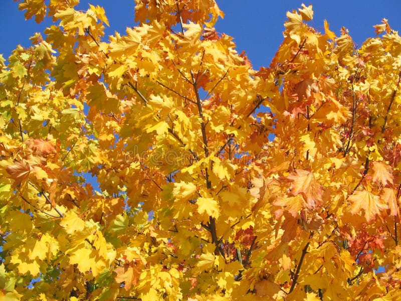 Yellow maple tree stock photo. Image of beautiful, gold - 10977122