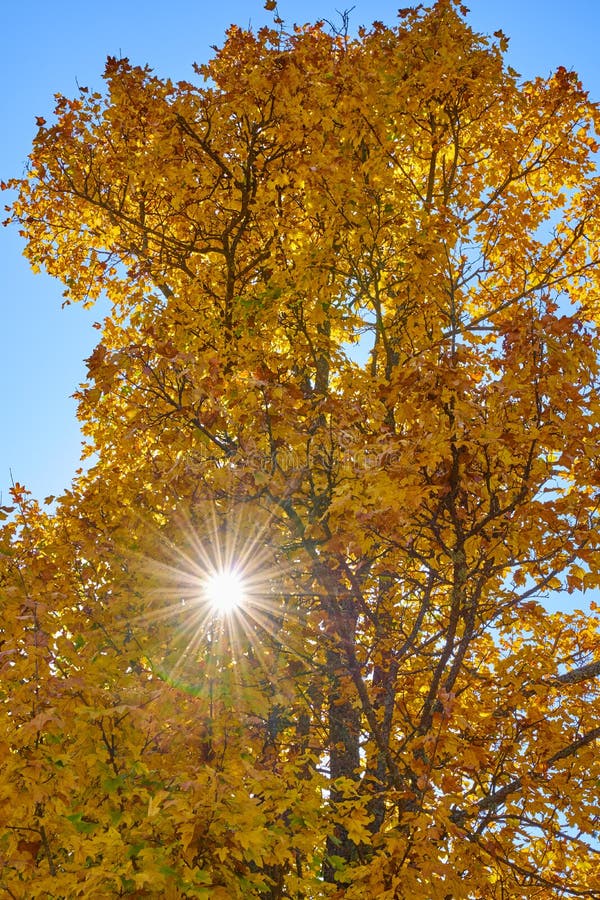 Yellow maple tree stock image. Image of natural, sycamore - 161394359