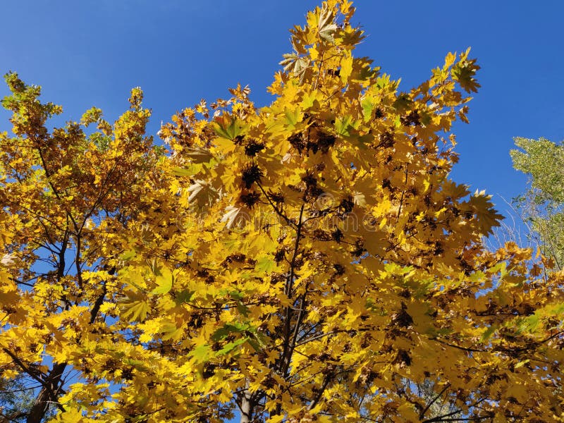 Yellow Maple Tree in Autumn Season Stock Image - Image of woody, yellow ...