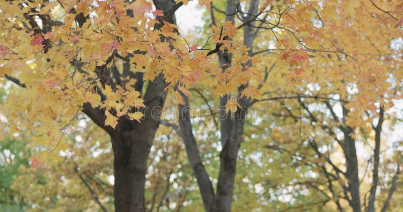 Yellow Maple Tree in Autumn Stock Photo - Image of fall, october: 129534714