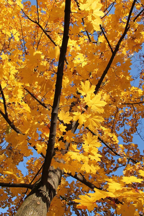 Yellow maple tree stock image. Image of autumn, enlightened - 79239699