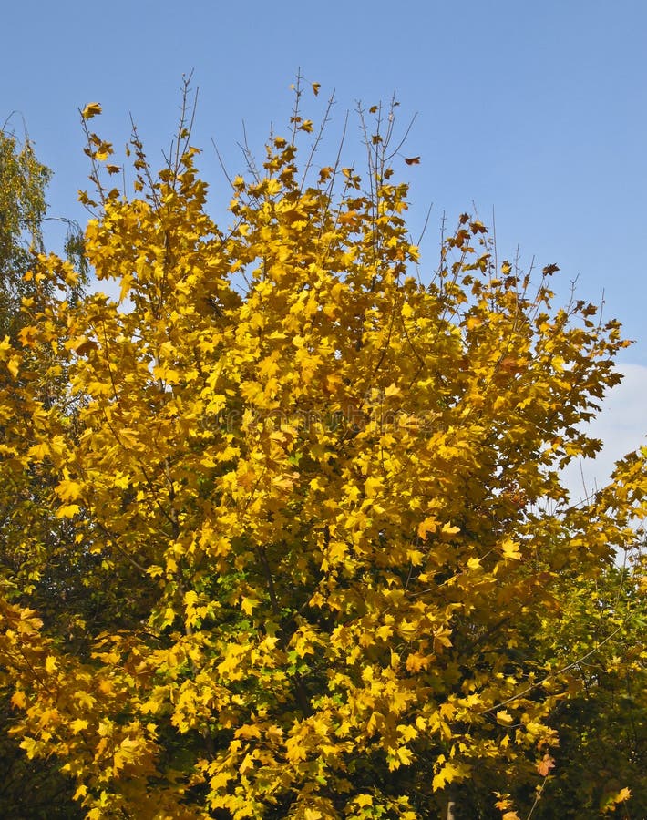 Yellow Maple Tree on Blue Sky Stock Photo - Image of flora, golden ...