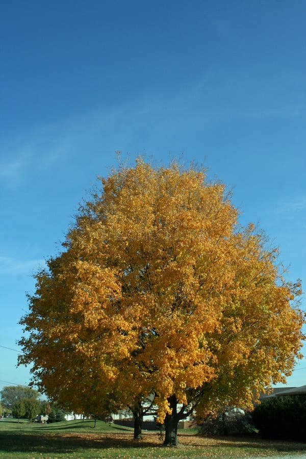 Yellow maple tree blue sky stock photo. Image of blue - 7123228