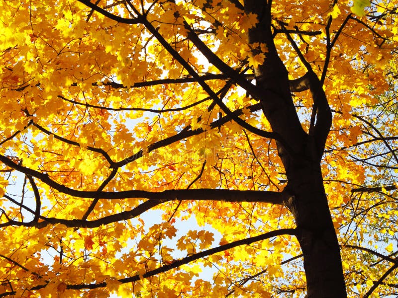 Yellow maple tree stock photo. Image of branches, colors - 61313170