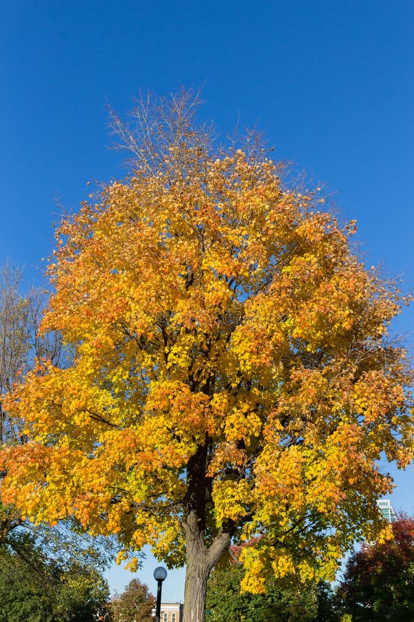 Yellow Maple Tree stock image. Image of colorful, canada - 45623385