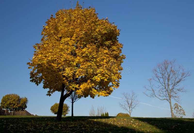 Yellow Maple Tree in the Fall Stock Image - Image of orange, sunshine ...