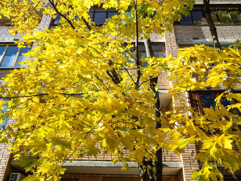 Yellow Maple Tree in Front of Apartment House Stock Photo - Image of ...