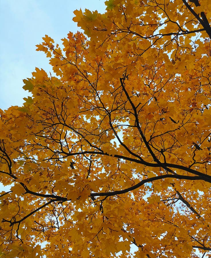 Yellow Maple Tree. stock image. Image of deciduous, beautiful - 200093863