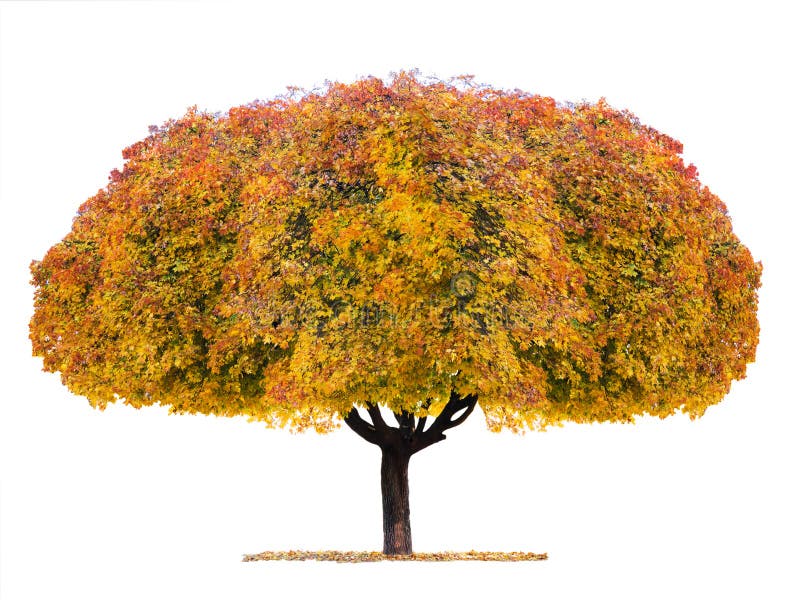Yellow maple tree isolated stock photo. Image of brown - 131824022