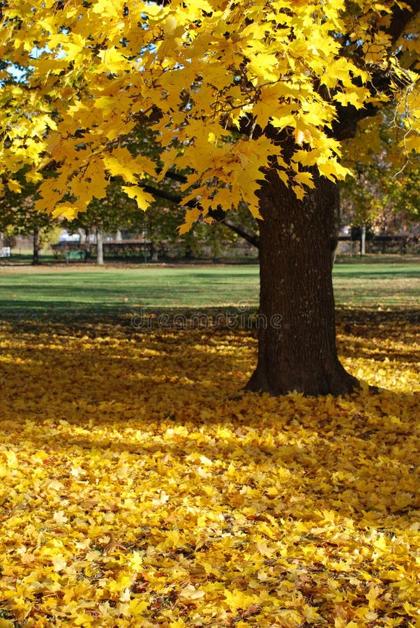 Yellow Maple Tree and Leaves Stock Image - Image of foliage, colourful ...