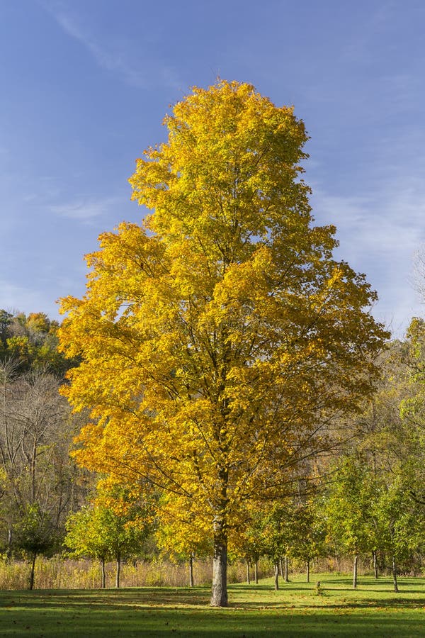 Yellow Maple Tree stock image. Image of season, park - 60932117