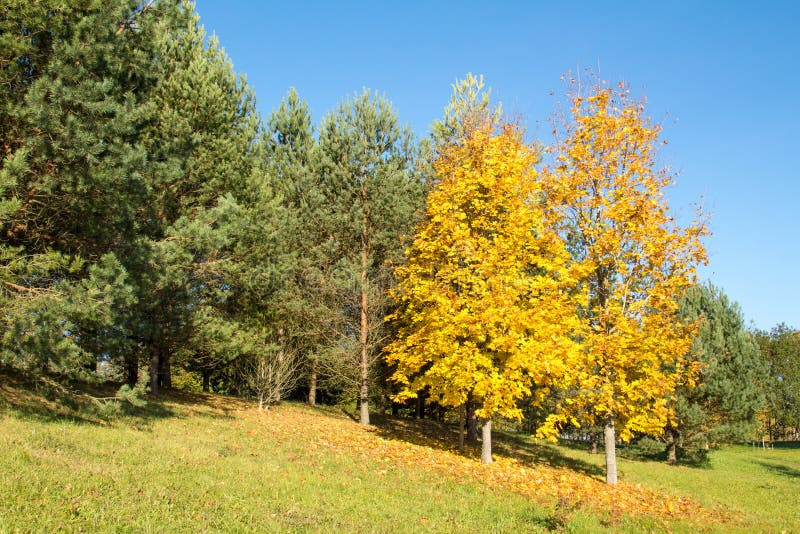 Yellow Maple Trees in Autumn Park Stock Photo - Image of natural ...