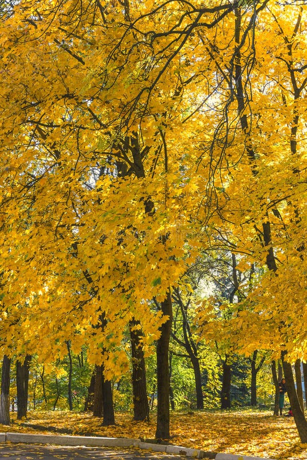 Yellow maples. stock image. Image of landscape, season - 62175901