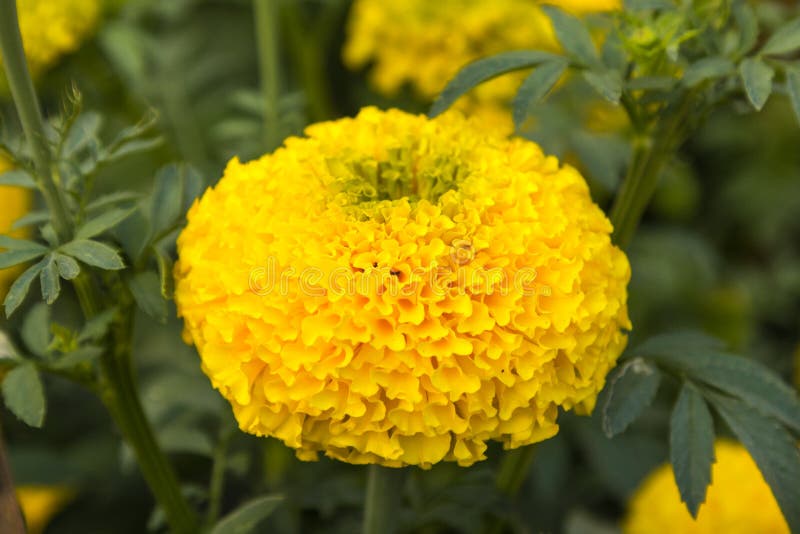 Yellow marigold stock image. Image of nature, beautiful - 56486401