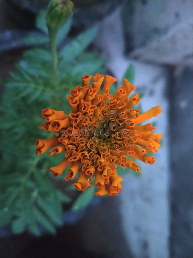 Yellow Marigold Flower Buds Stock Image - Image of insect, plant: 203035653