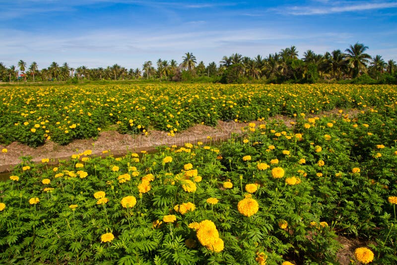 Yellow Marigold Flower Farm Stock Photo - Image of garden, farm: 26572638