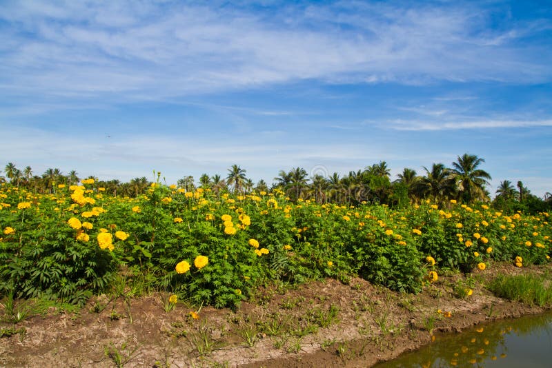 Yellow Marigold Flower Farm Stock Image - Image of garden, leaf: 26572895