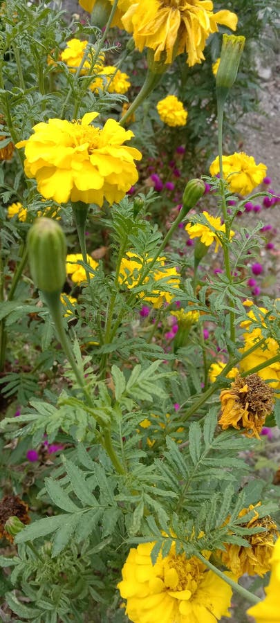 Yellow Marigold Flower Layout with Unique Texture Stock Image - Image ...
