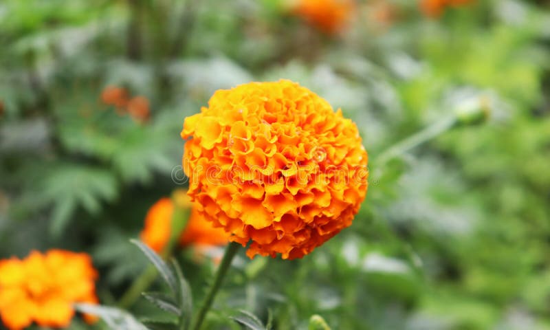 Yellow Marigold Flowers on the Tree with Green Leaves Background Stock ...