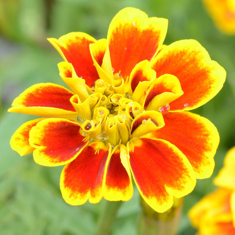 The yellow marigold stock photo. Image of botany, marigold - 50234084