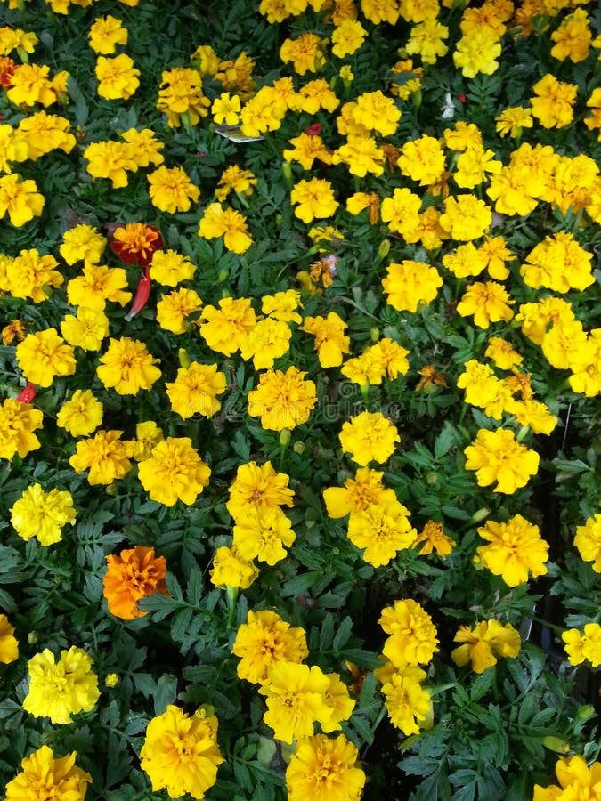 Yellow marigold stock image. Image of yellow, marigold - 54088851