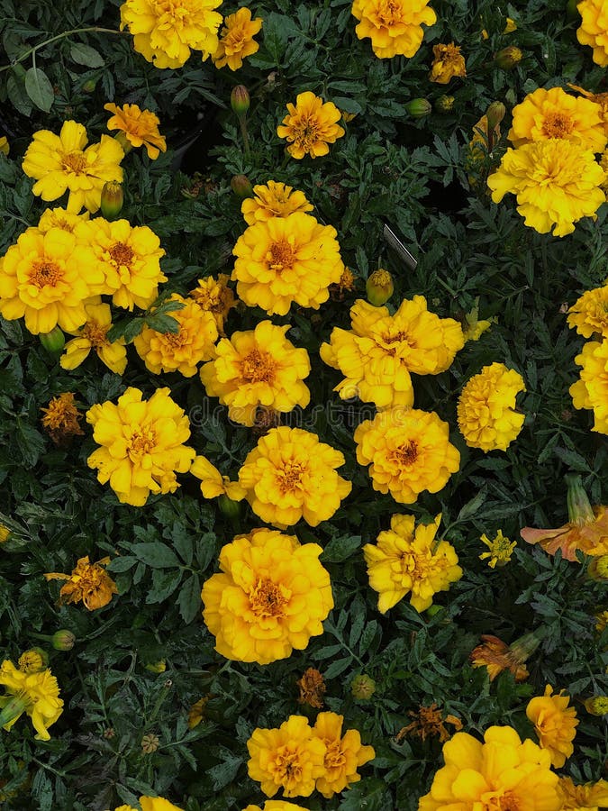 Yellow Marigolds stock photo. Image of leaves, bright - 148136712